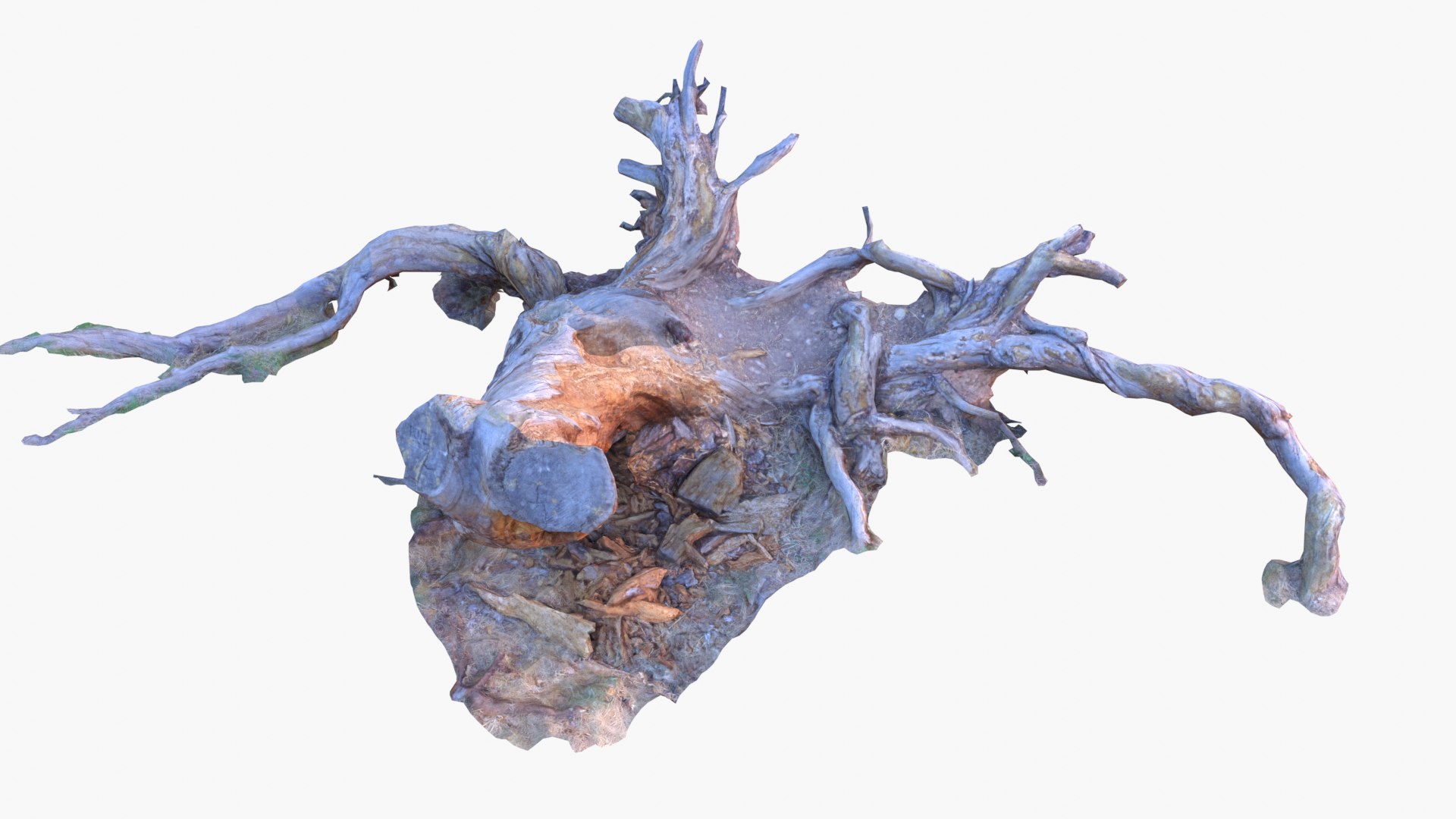 Lowpoly 3d Scanned Pine Trunks - Pinus Pinea And Pinaster Model ...