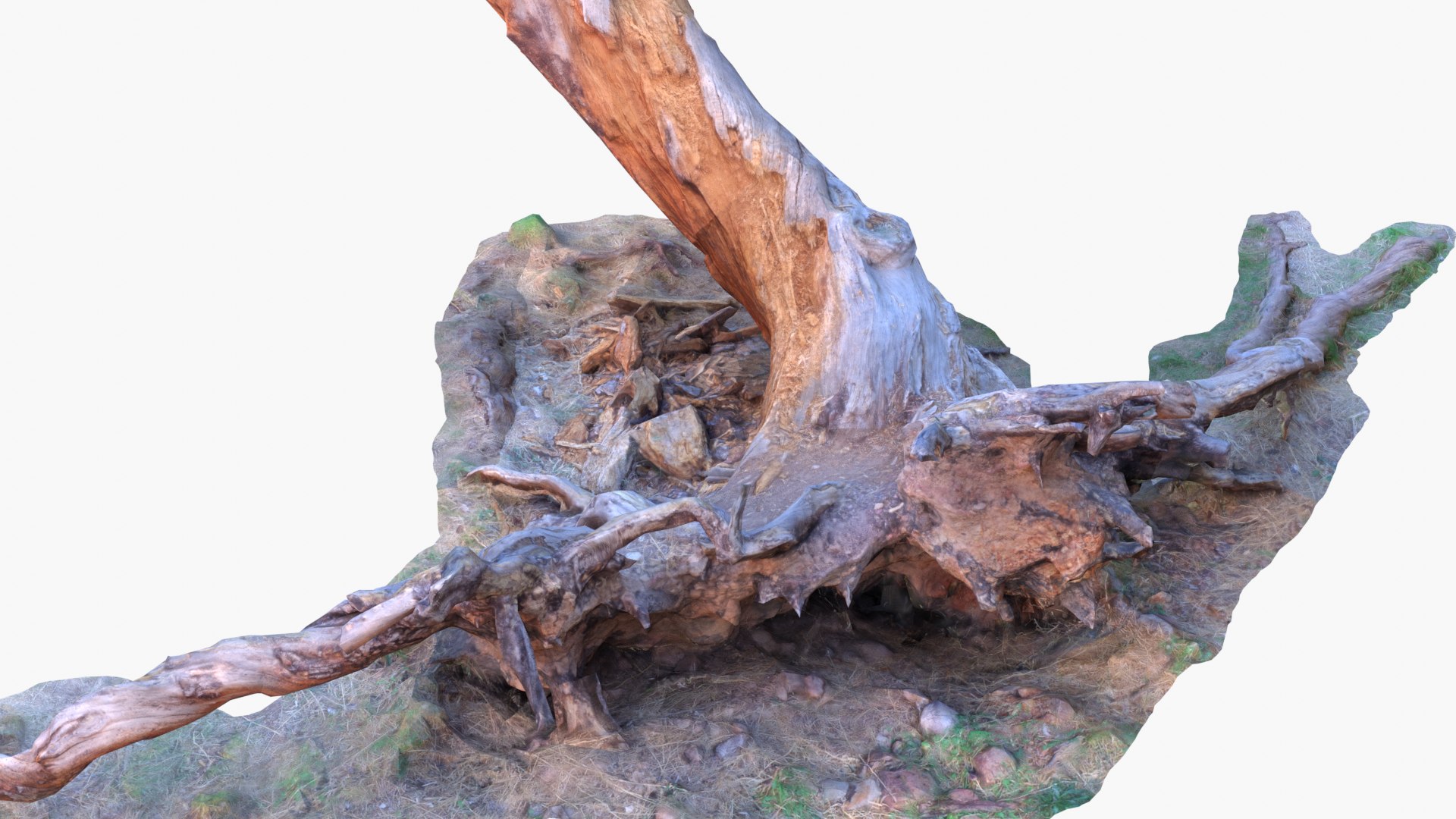 Lowpoly 3d Scanned Pine Trunks - Pinus Pinea and Pinaster model ...