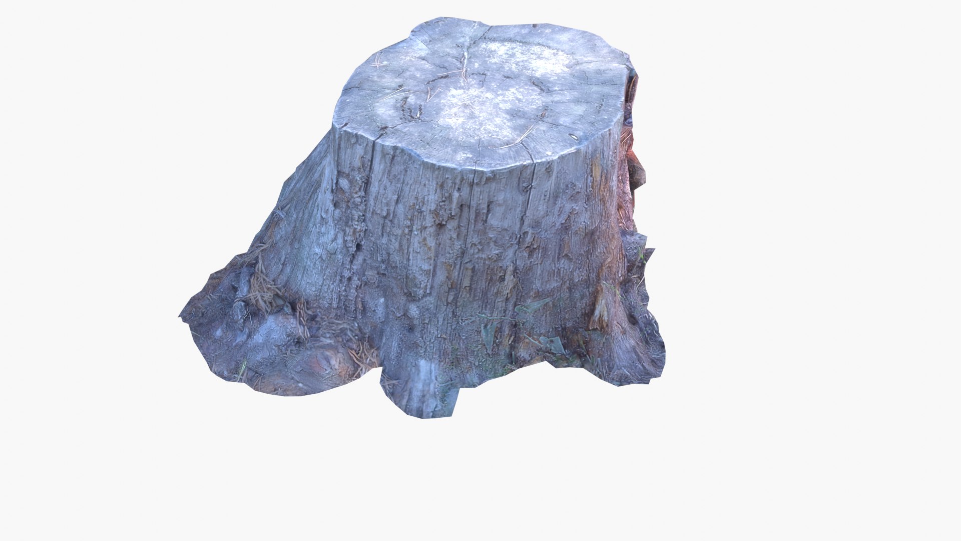 Lowpoly 3d Scanned Pine Trunks - Pinus Pinea And Pinaster Model ...