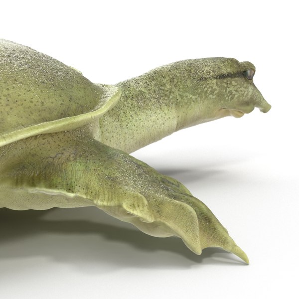 max chinese softshell turtle rigged