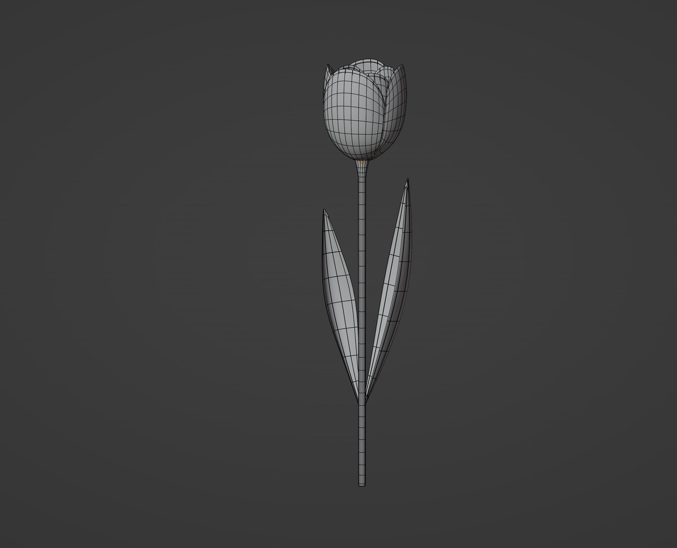 Tulip 3D Model - TurboSquid 2131685
