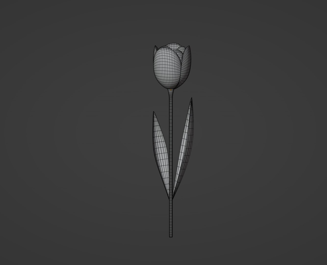 Tulip 3D Model - TurboSquid 2131685