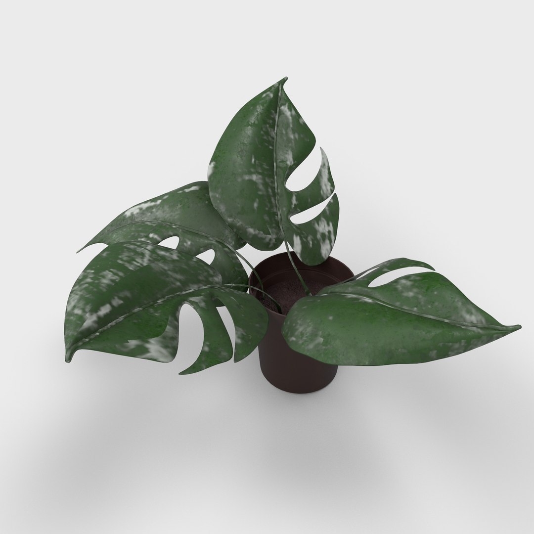 3D Model Indoor Plant - TurboSquid 2348509