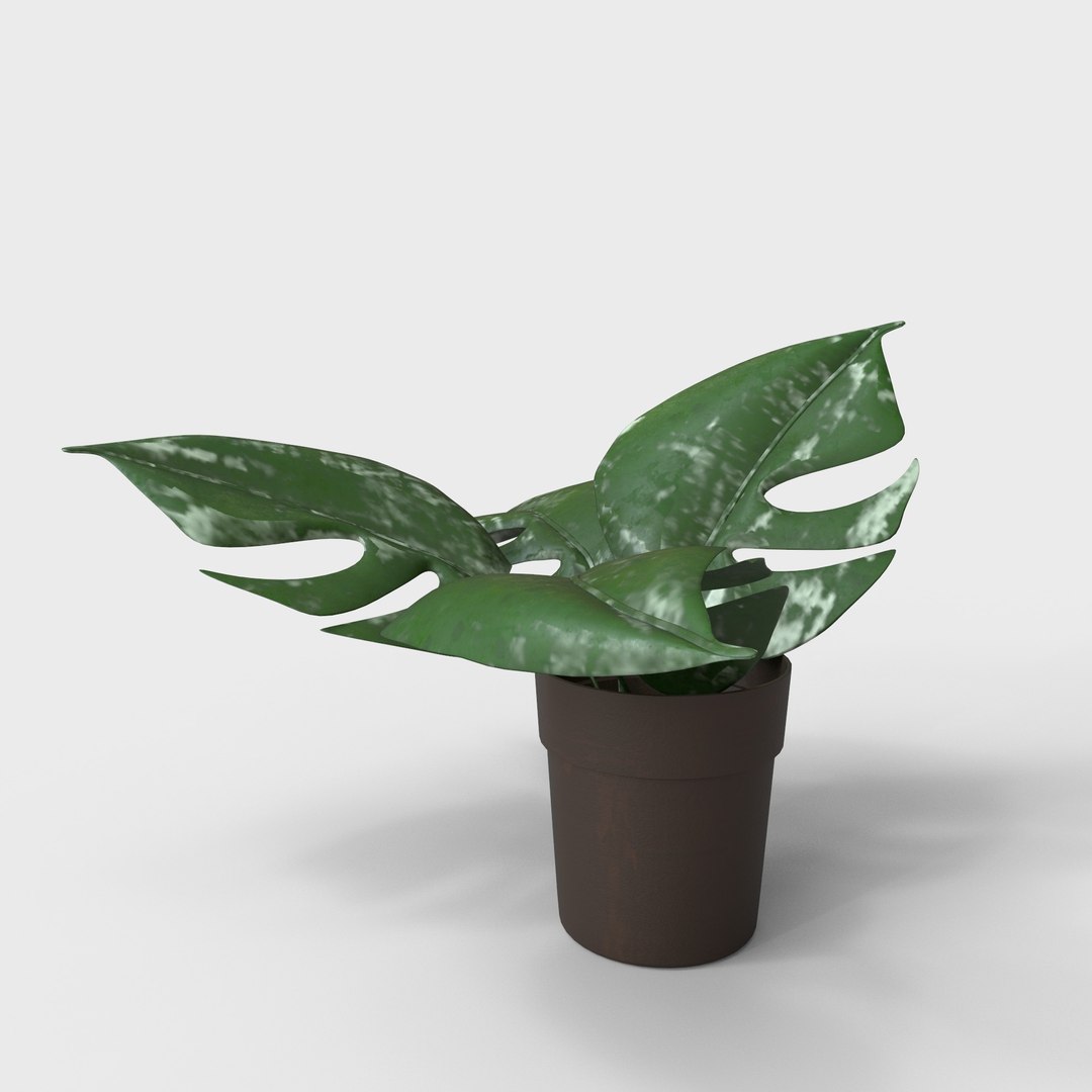 3D Model Indoor Plant - TurboSquid 2348509