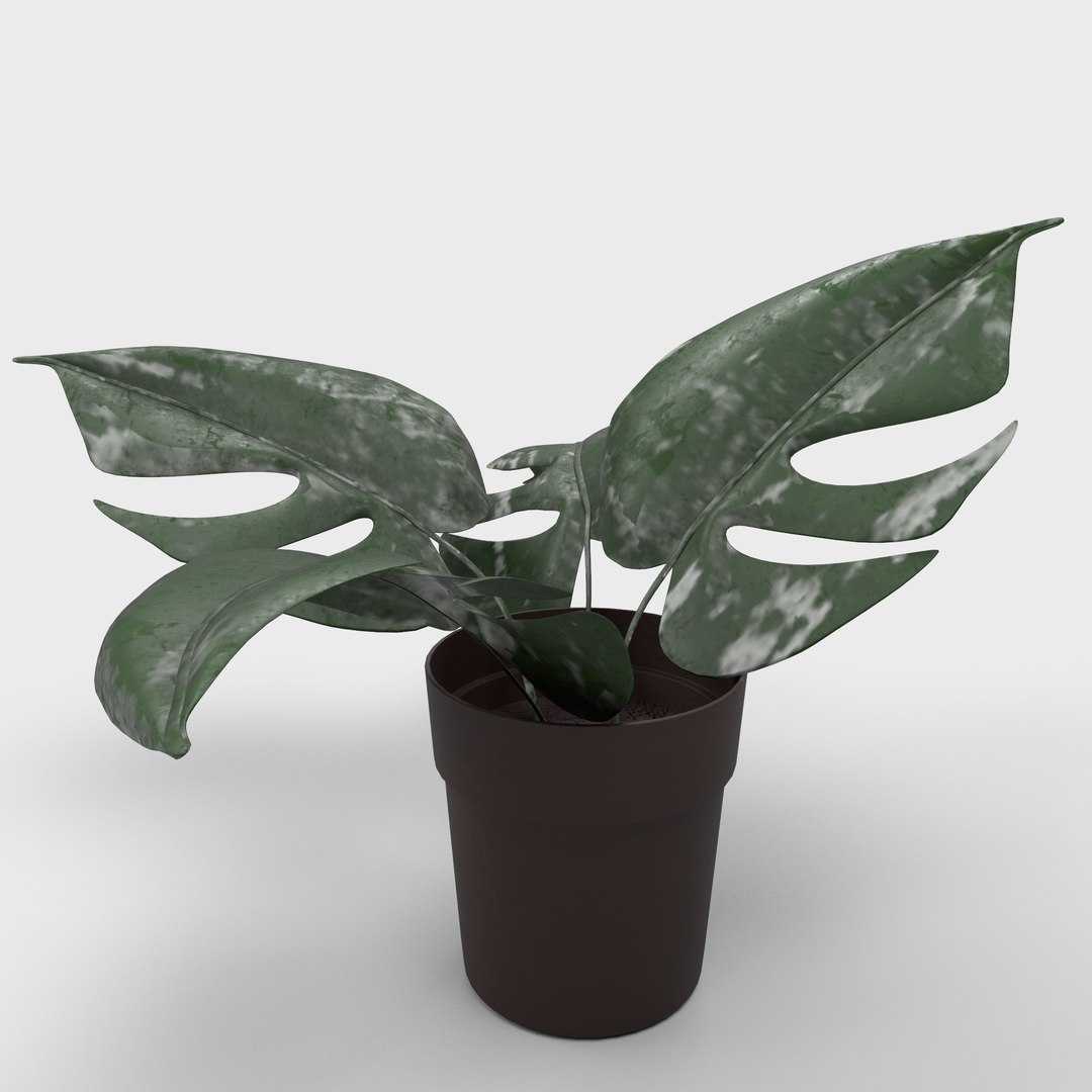 3D Model Indoor Plant - TurboSquid 2348509