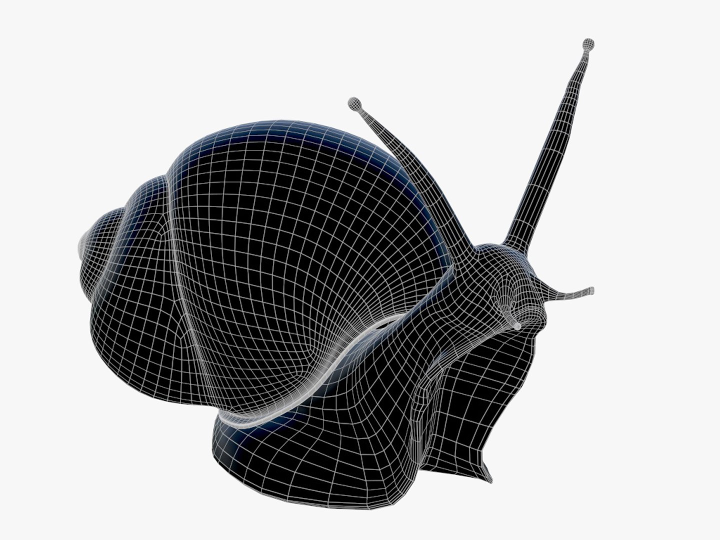 3D Shell - TurboSquid 1364011