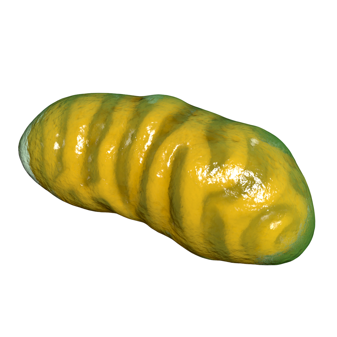 3d mitochondrion cells