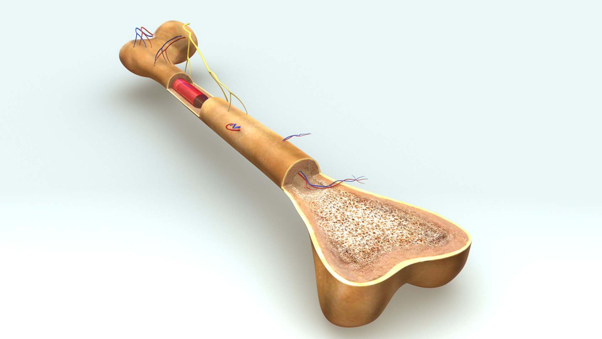 3d Model Bone Anatomy