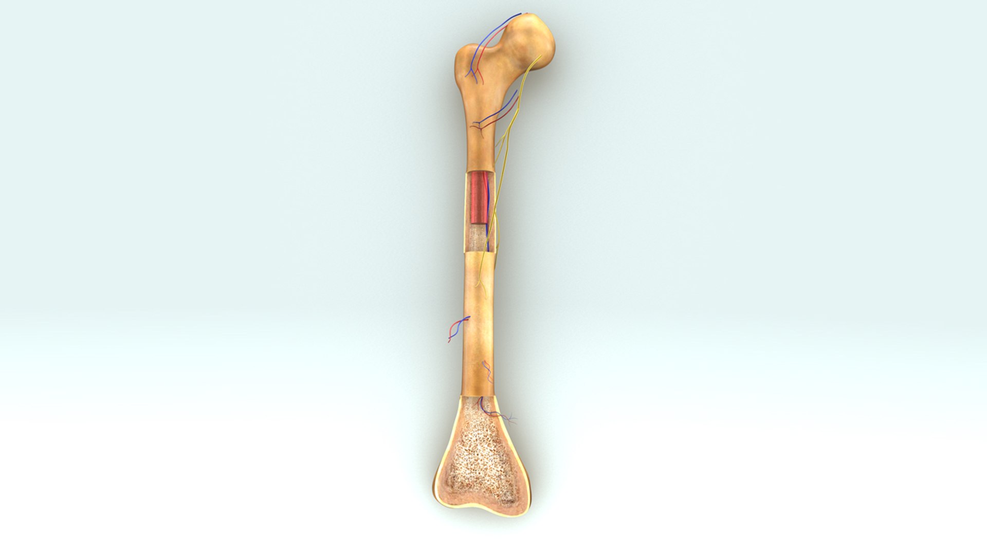 3d Model Bone Anatomy