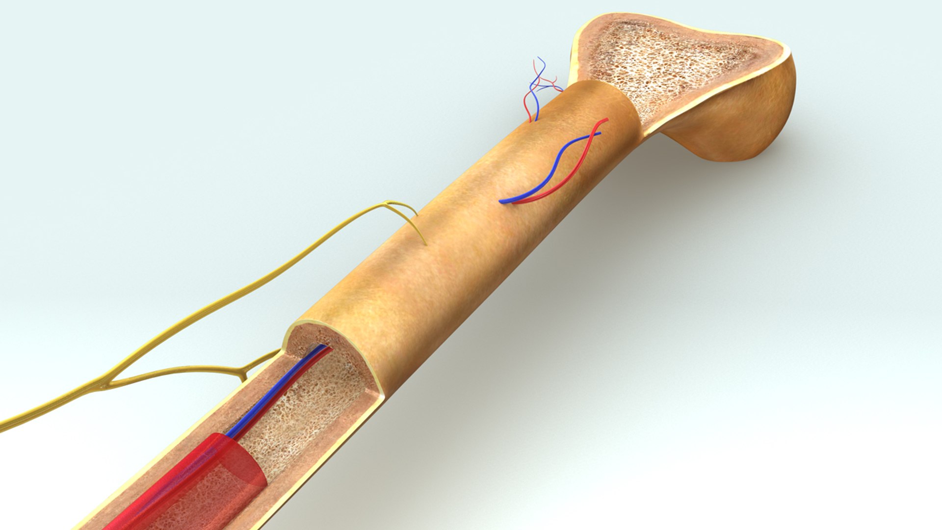 3d Model Bone Anatomy