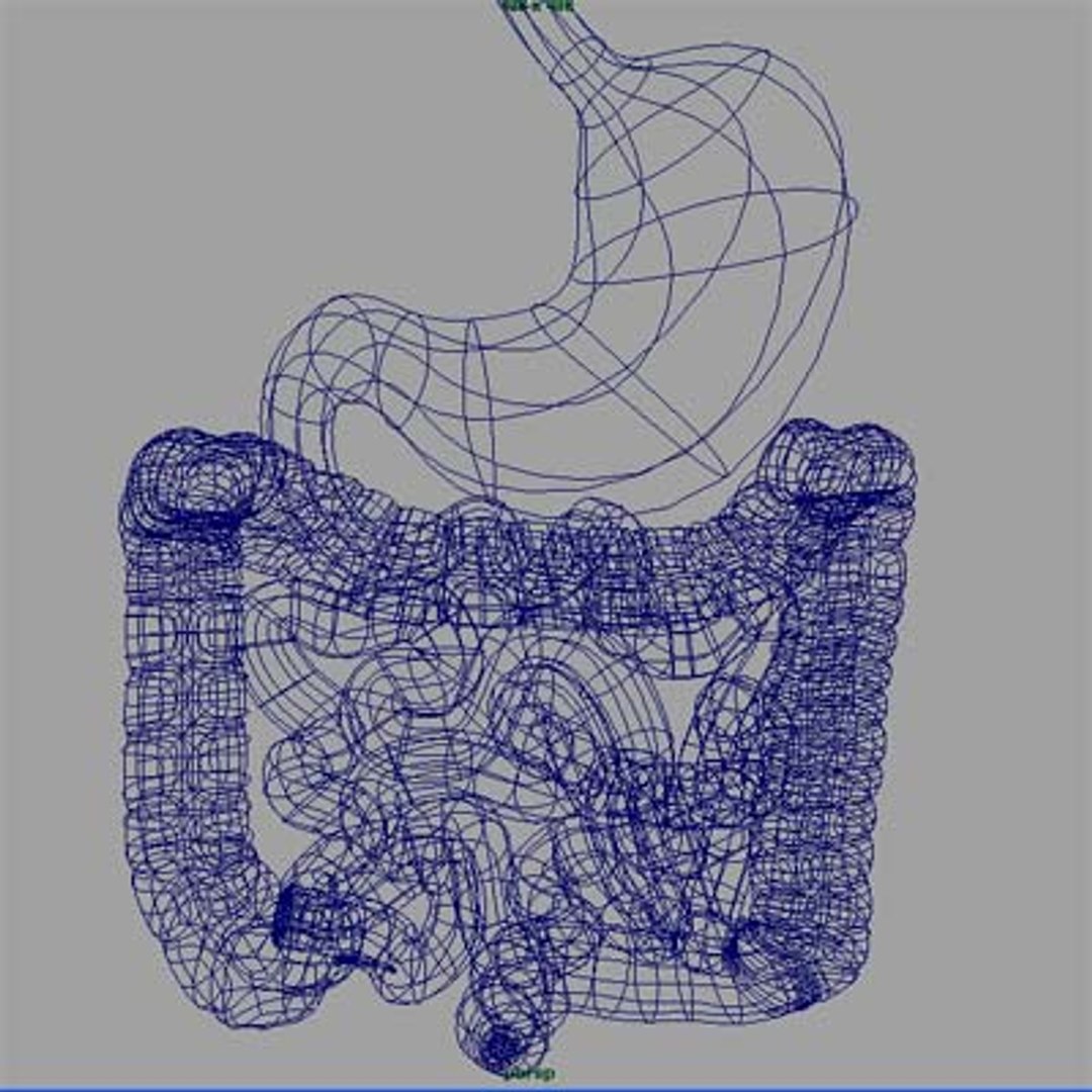 3d Human Digestive Stomach