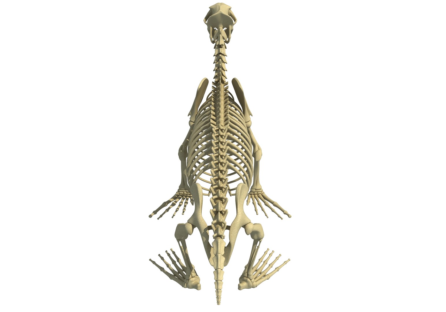 3D aquatic skeleton - TurboSquid 1238795