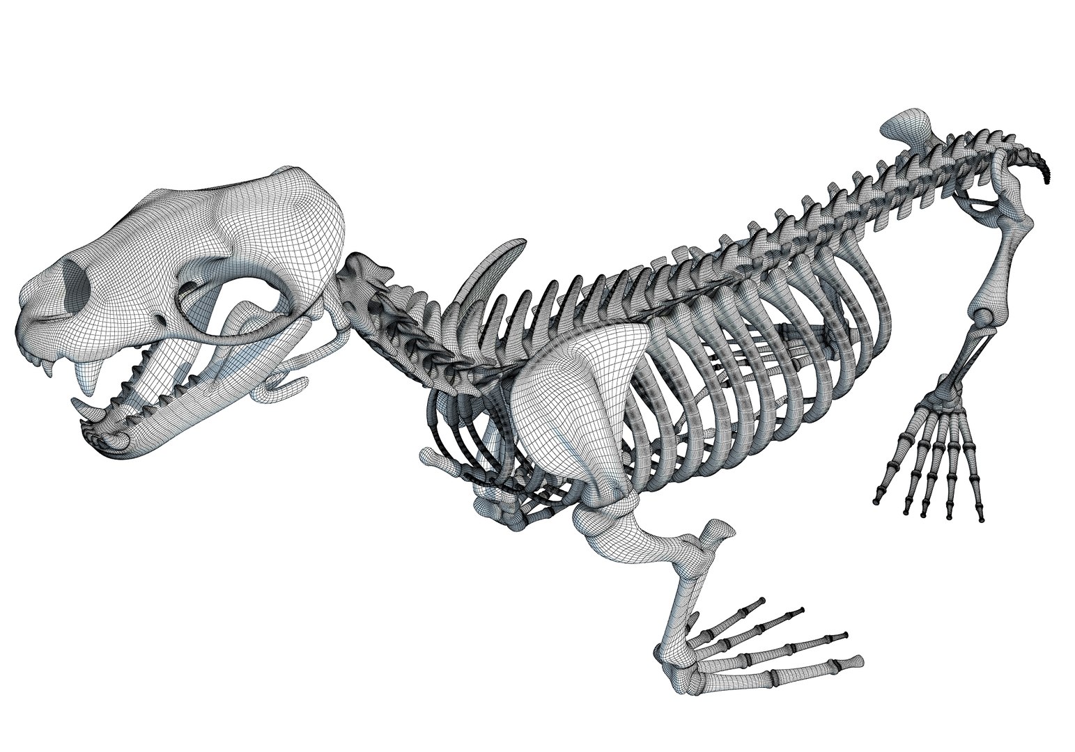 3D aquatic skeleton - TurboSquid 1238795