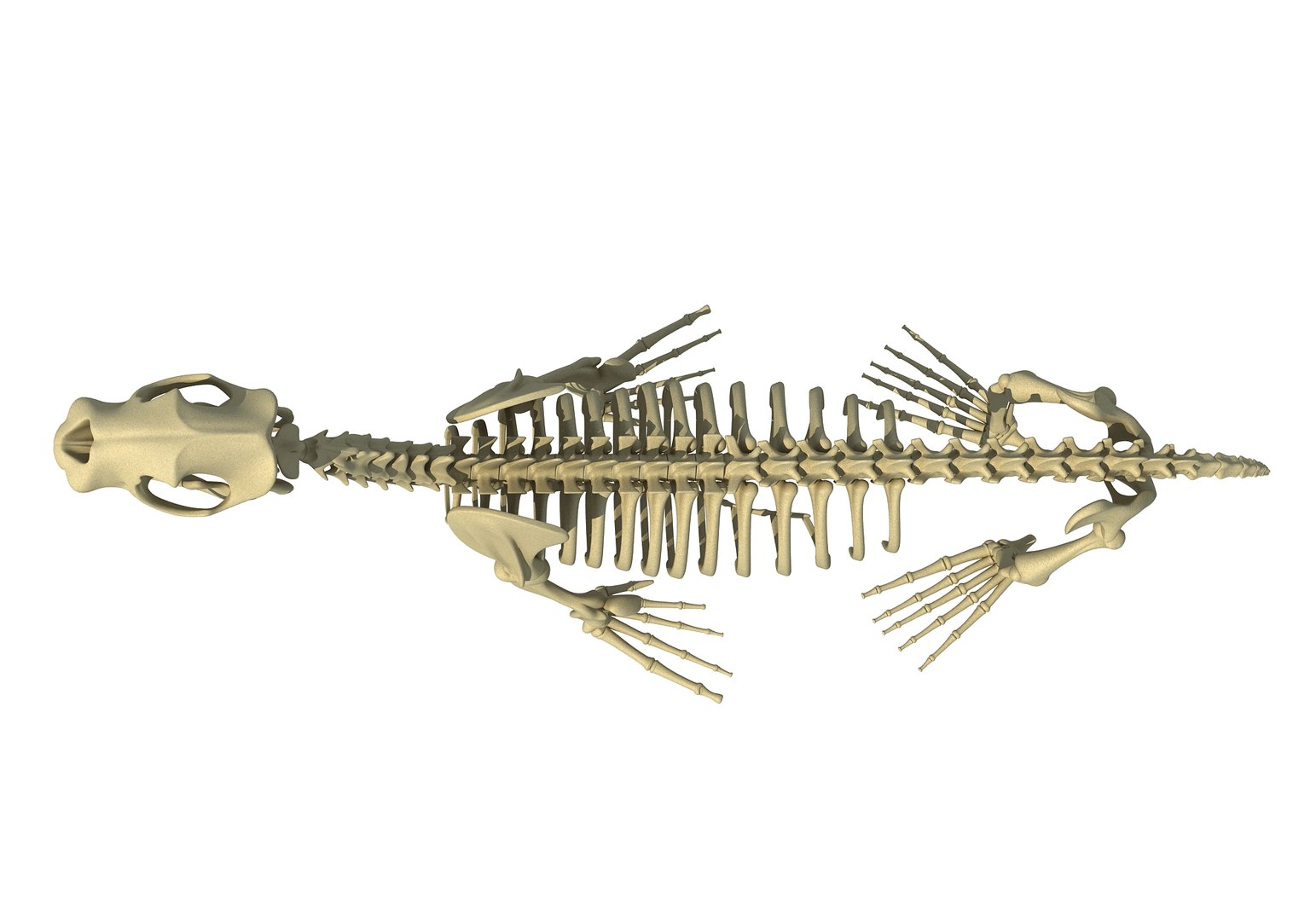 3D aquatic skeleton - TurboSquid 1238795