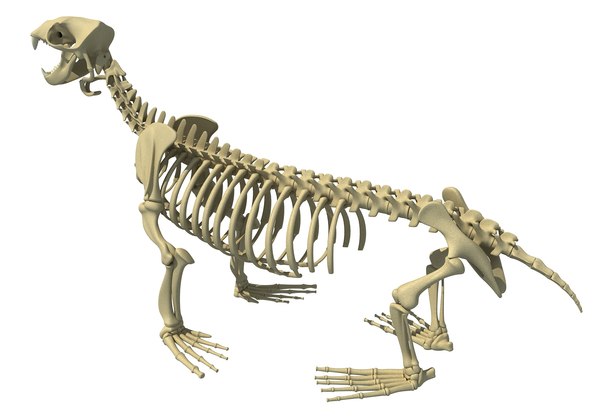 3D aquatic skeleton - TurboSquid 1238795