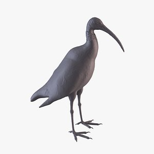 3D Ibis Models | TurboSquid