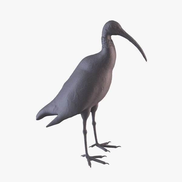 3D Ibis Models | TurboSquid