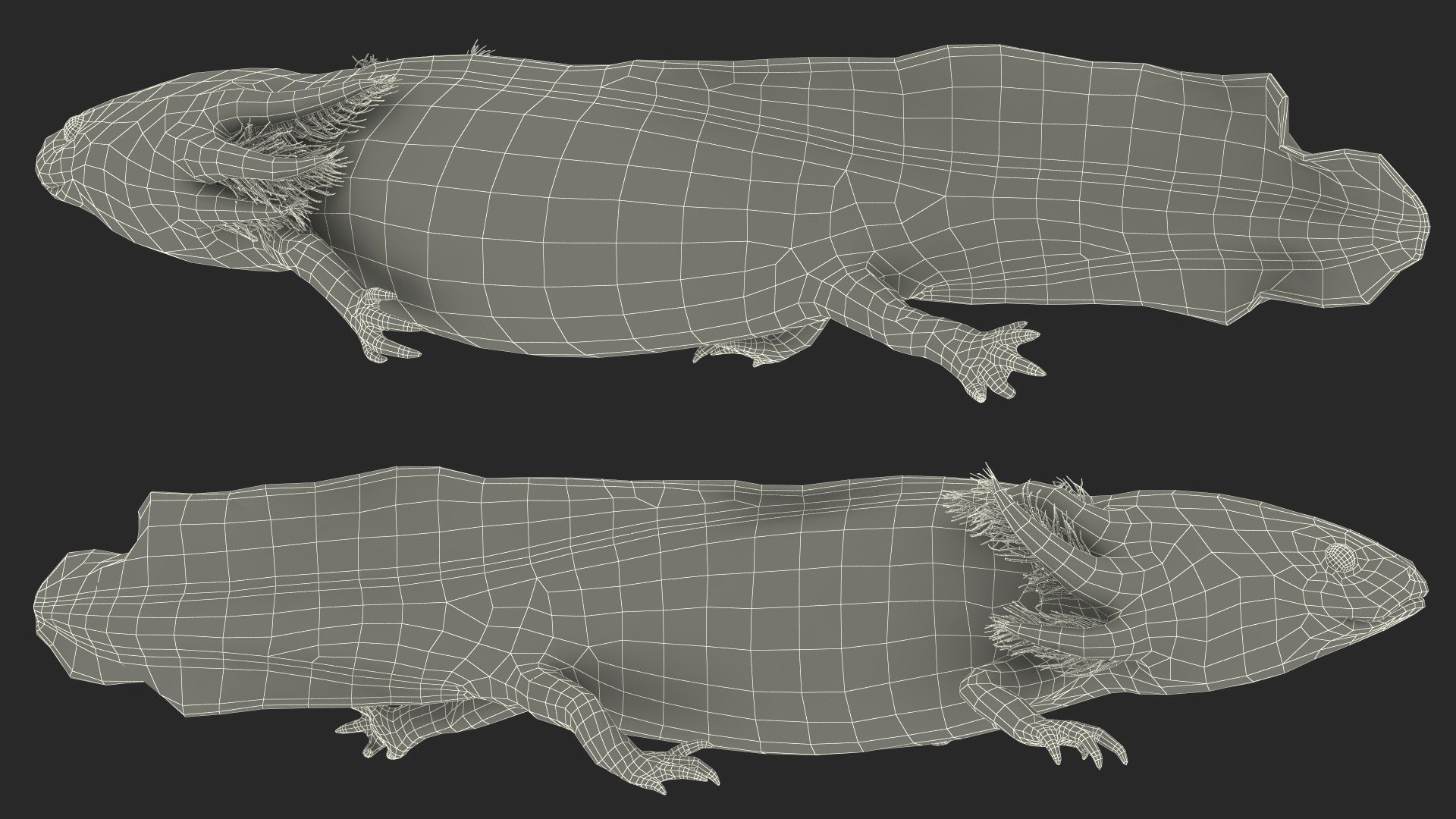 3D Model Axolotl Gold-Albino - TurboSquid 2209666