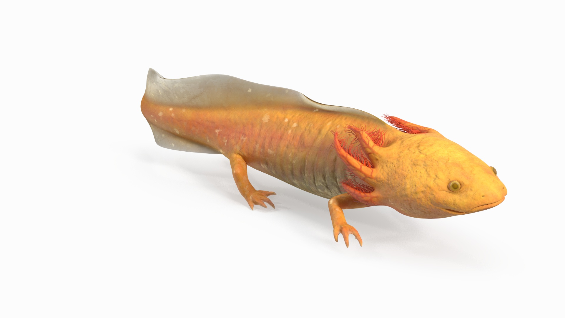 3D Model Axolotl Gold-Albino - TurboSquid 2209666
