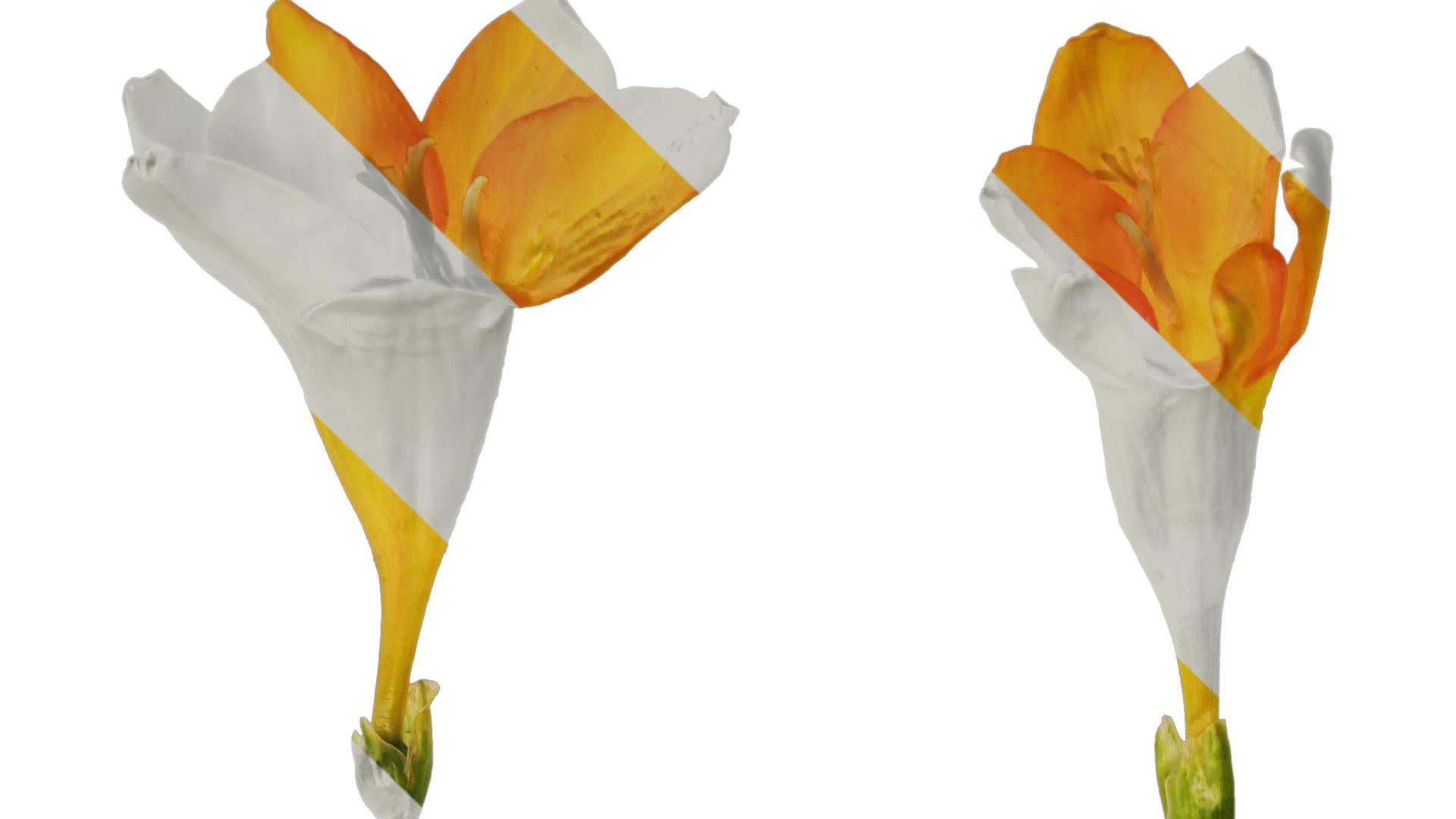 3D Model Anydrafts Freesia Refracta Flower 04 Textures - TurboSquid 2355642