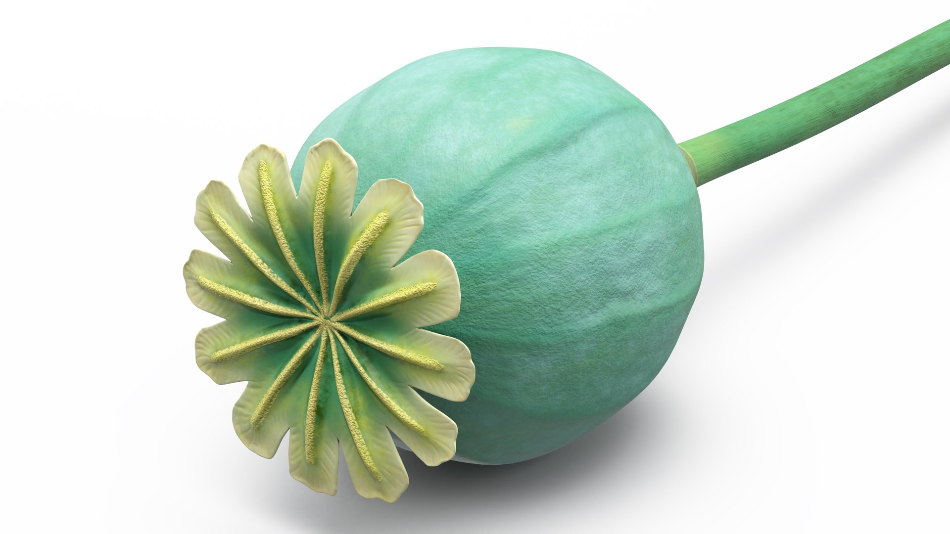 3D Poppy Seed Plants Collection model - TurboSquid 2019256