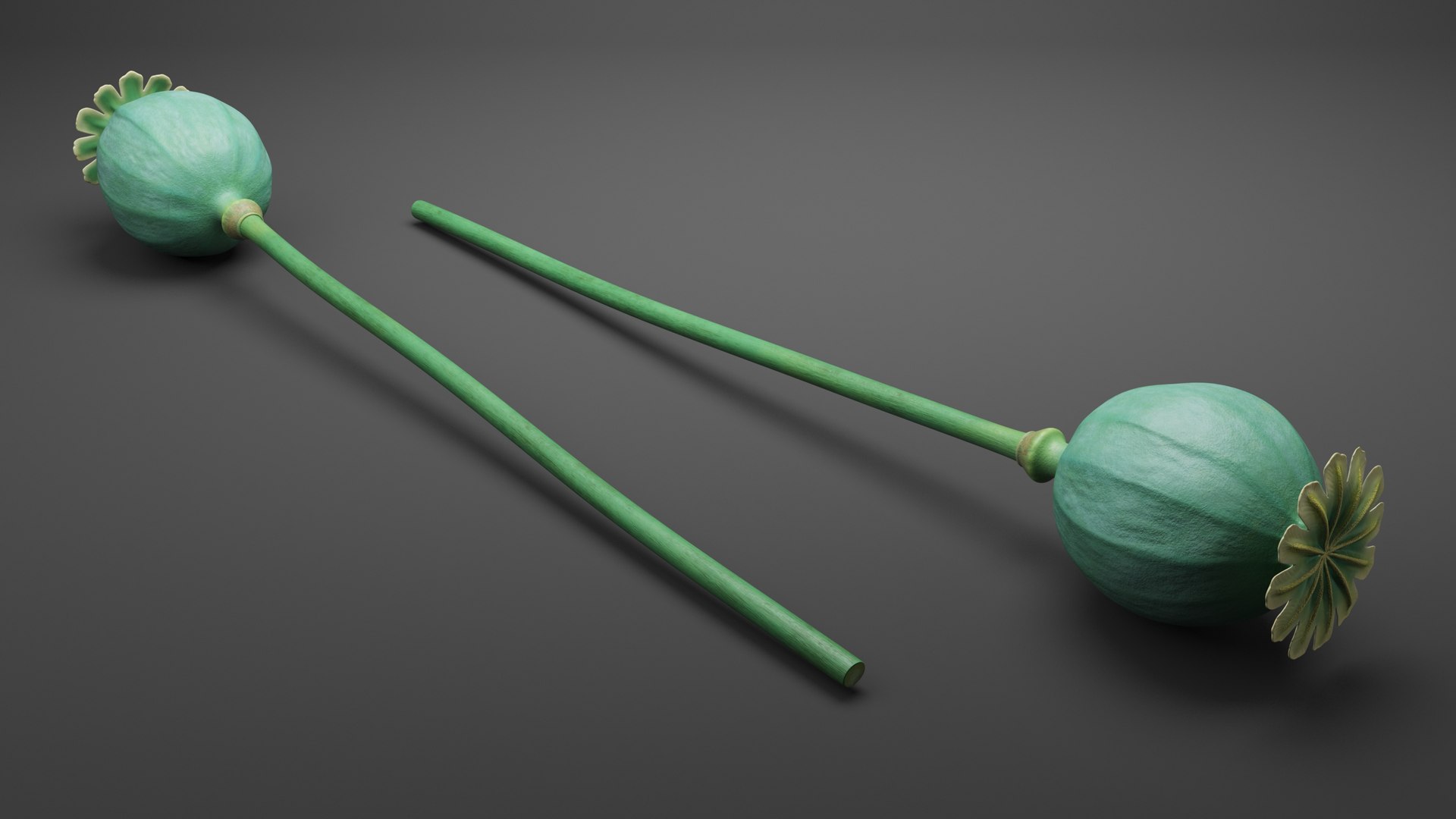 3D Poppy Seed Plants Collection model - TurboSquid 2019256