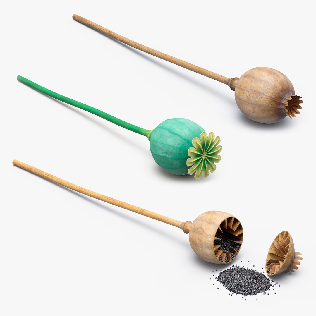 3D Poppy Seed Plants Collection model - TurboSquid 2019256