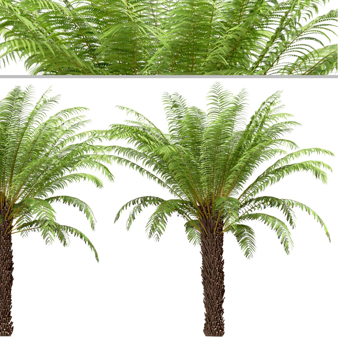 Set Of Tree Fern Or Dicksonia Antarctica Tree -3 Trees 3D Model ...