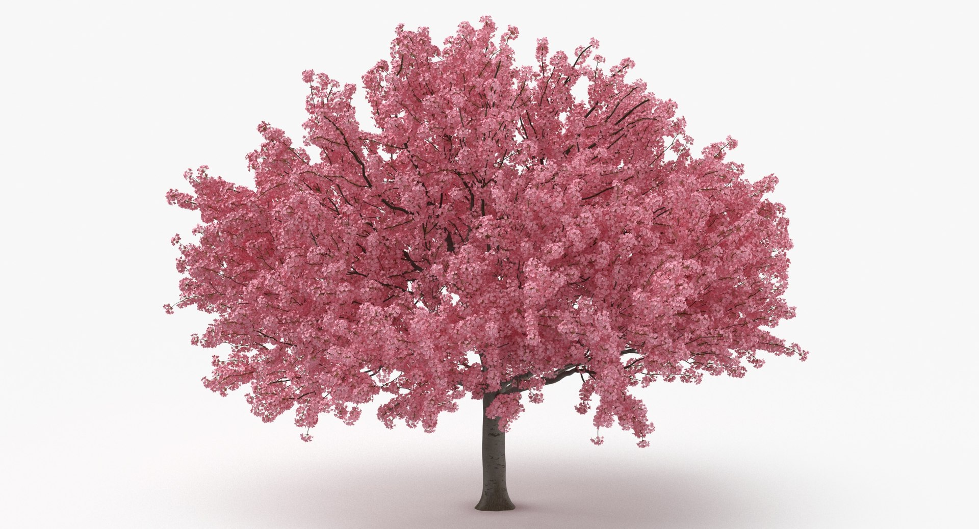 Cherry Tree 3D Model - TurboSquid 2242121