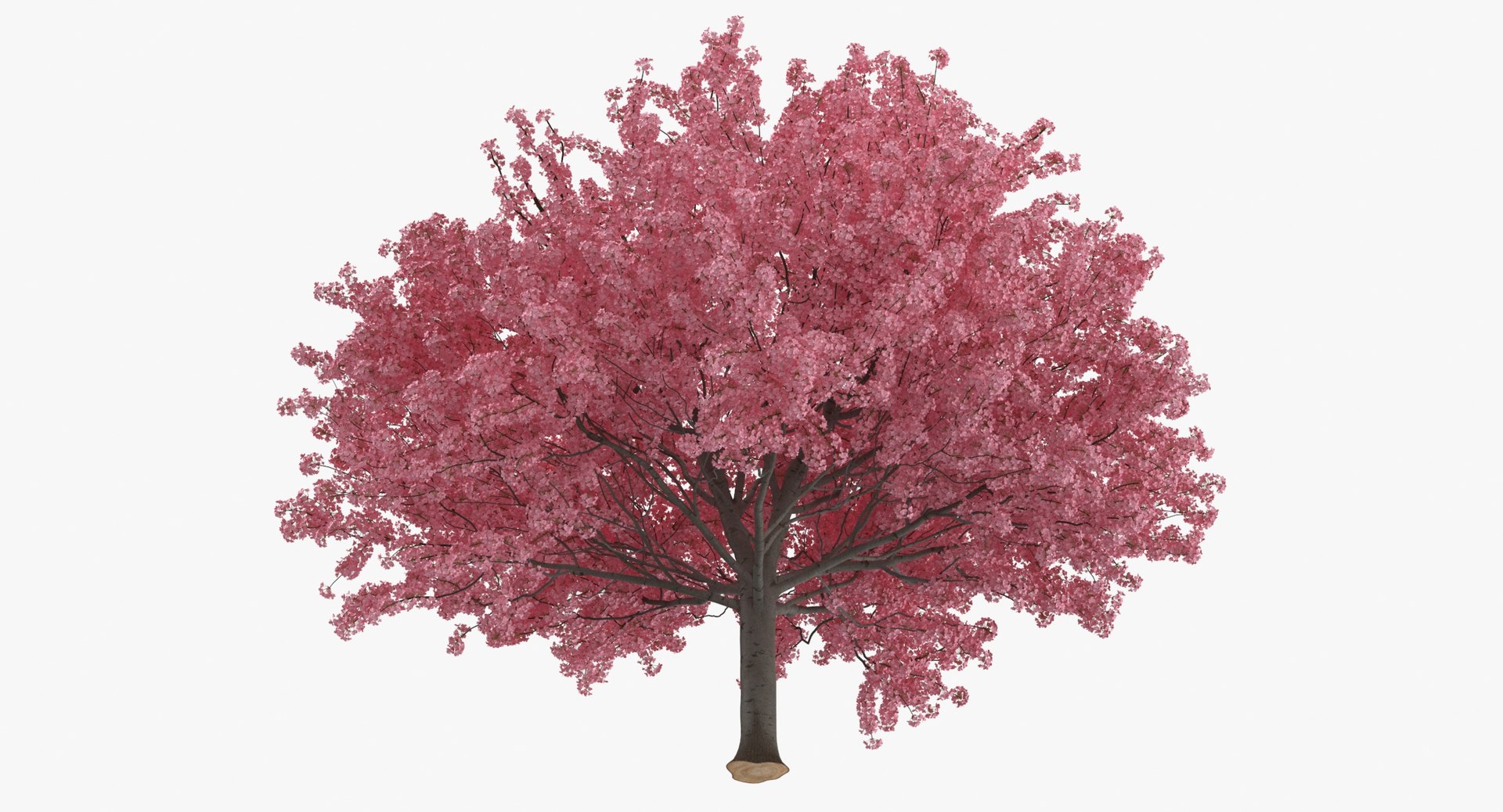 Cherry Tree 3D Model - TurboSquid 2242121