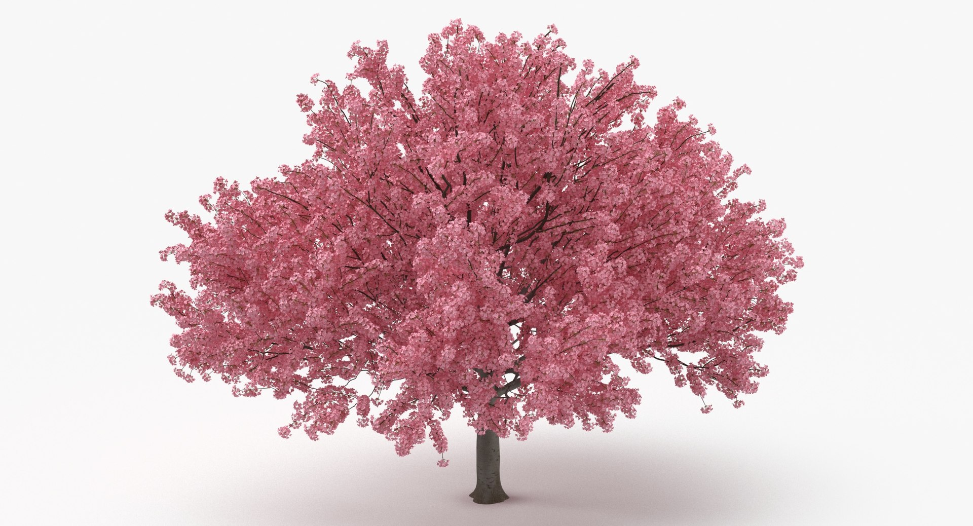 Cherry Tree 3D Model - TurboSquid 2242121