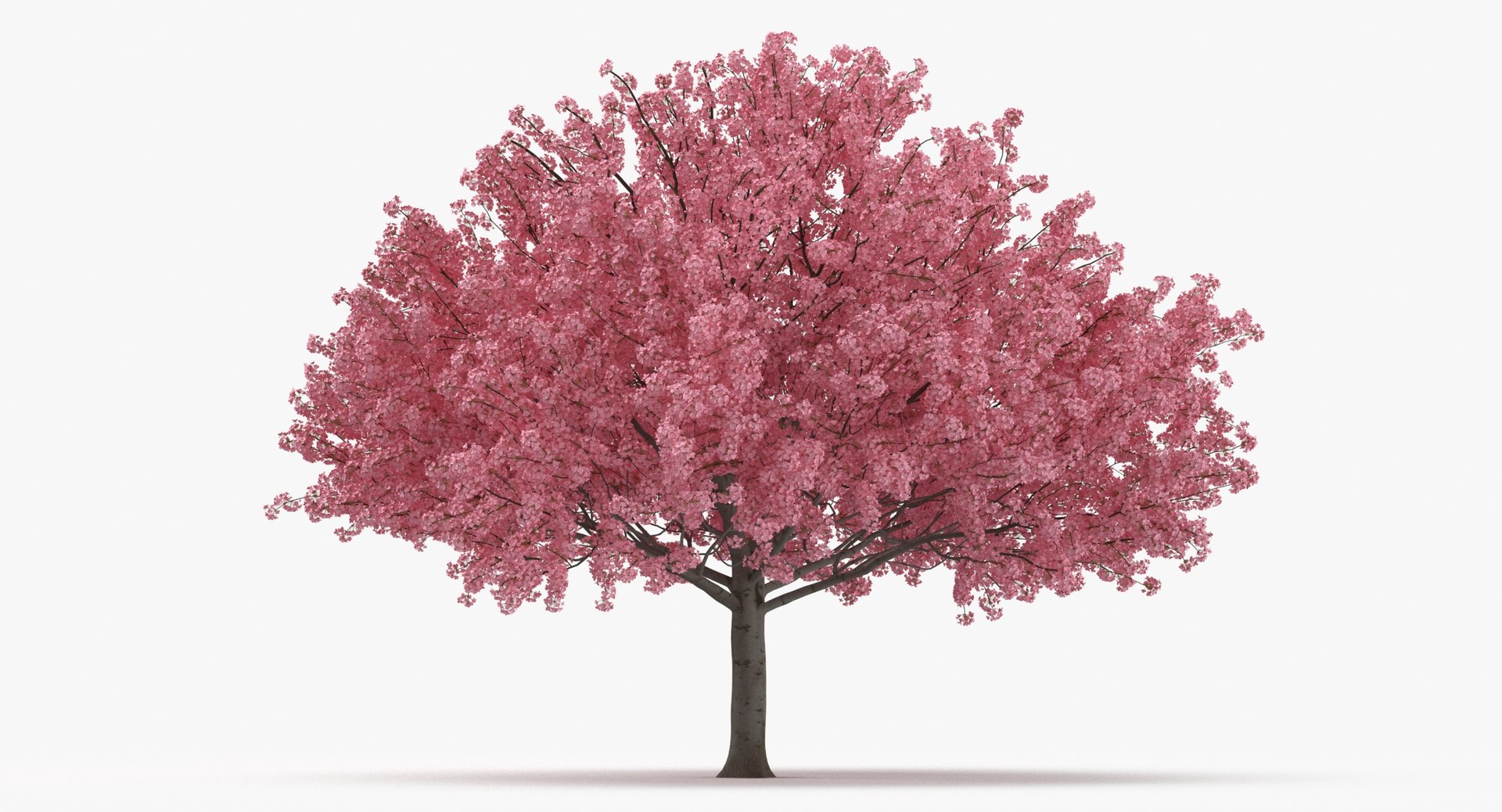 Cherry Tree 3D Model - TurboSquid 2242121