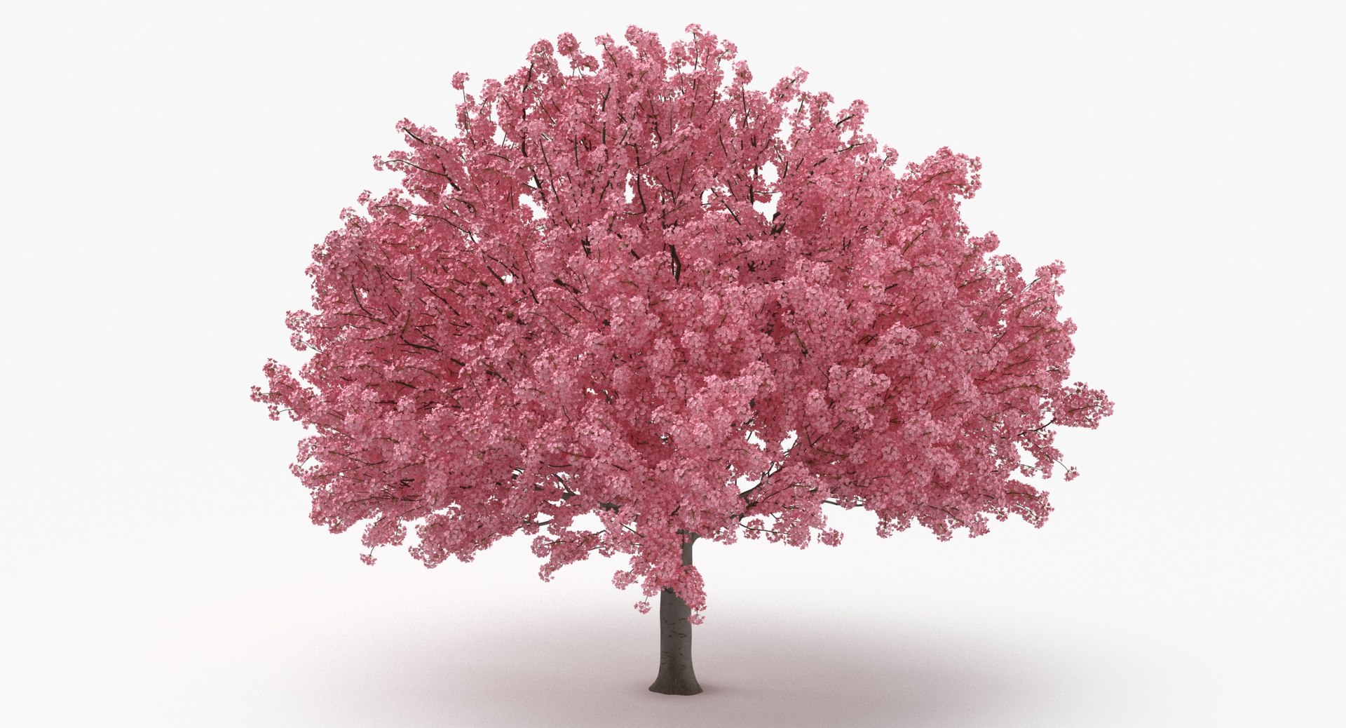 Cherry Tree 3D Model - TurboSquid 2242121