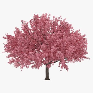3D Cherry Tree Models - Browse & Download Formats - TurboSquid