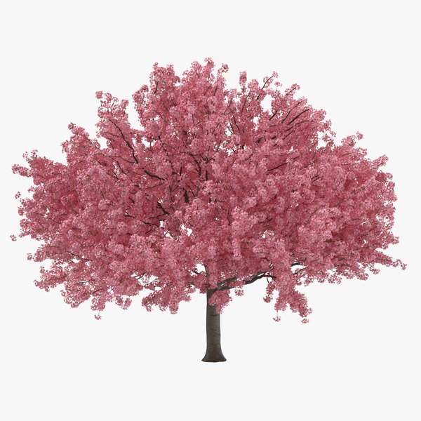 Free 3D Cherry-Blossom Models | TurboSquid