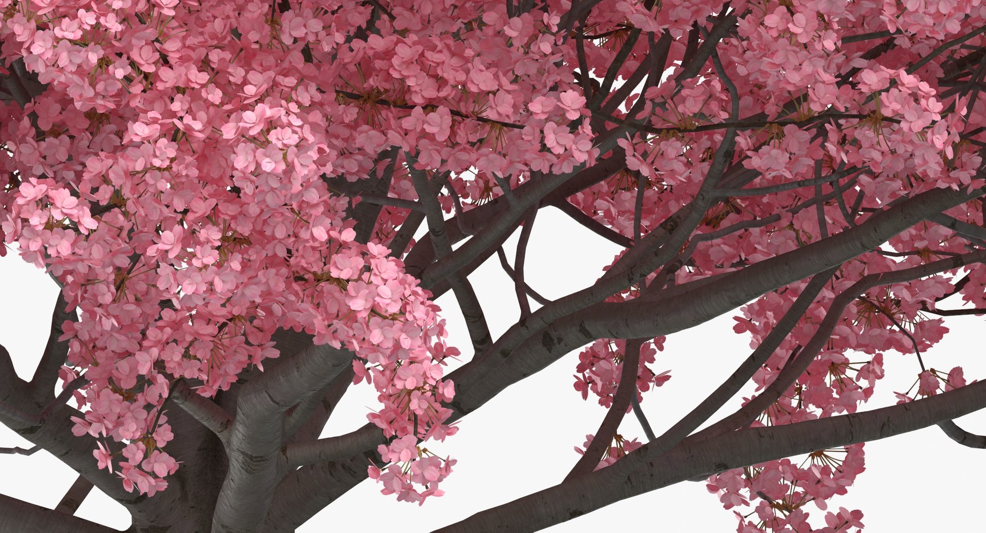 Cherry Tree 3D Model - TurboSquid 2242121