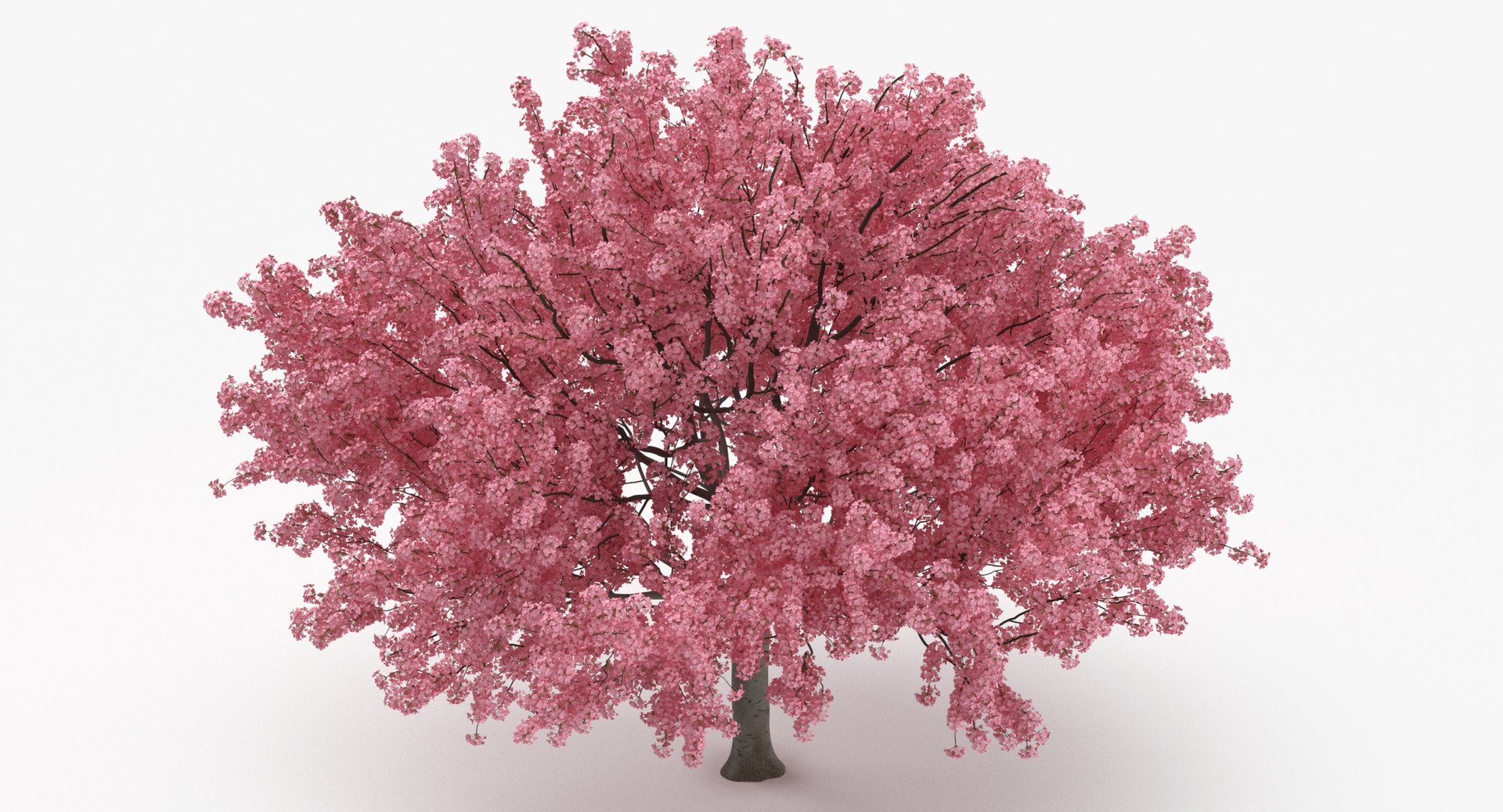 Cherry Tree 3D Model - TurboSquid 2242121