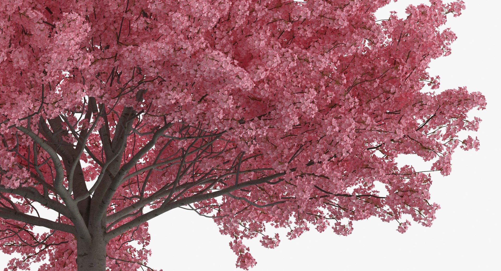 Cherry Tree 3D Model - TurboSquid 2242121