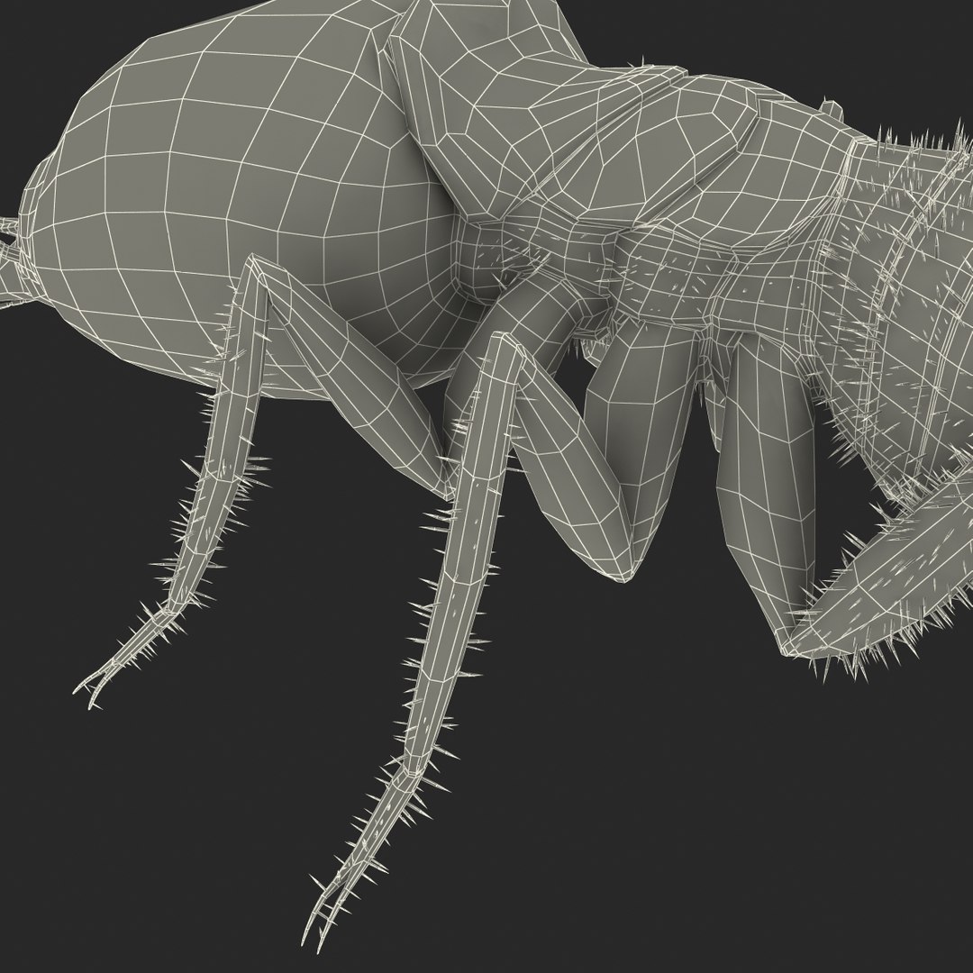 3d model of termite insect