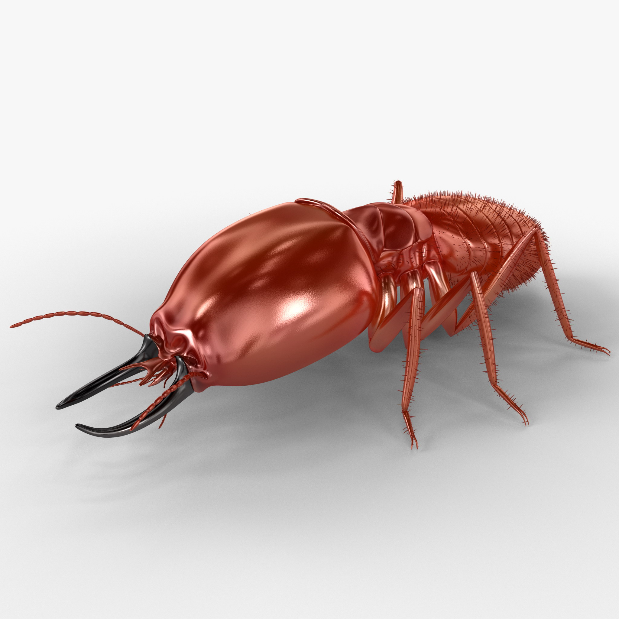 3d model of termite insect
