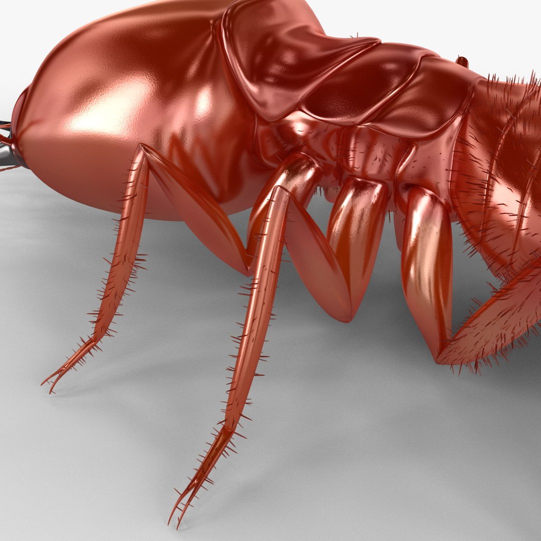 3d model of termite insect