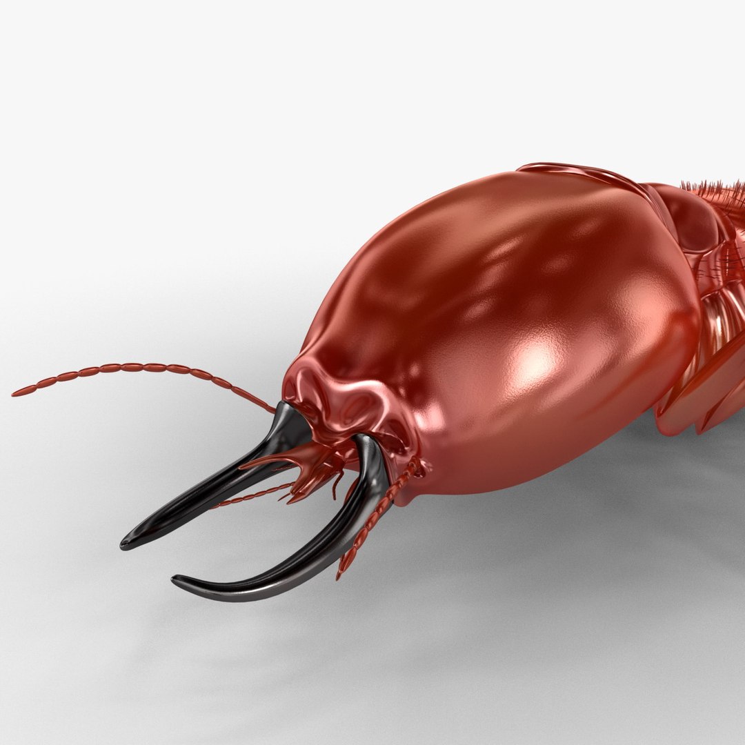 3d model of termite insect
