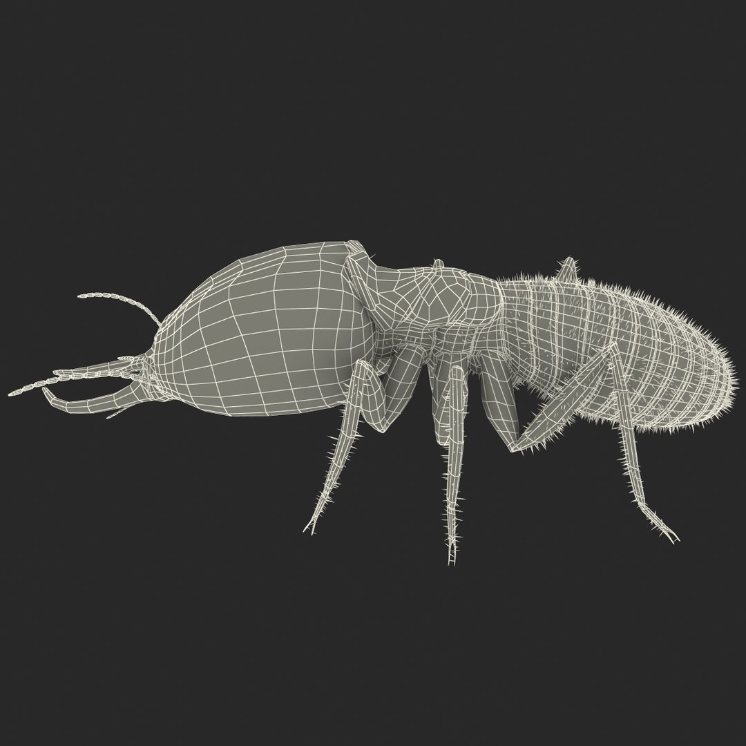 3d model of termite insect