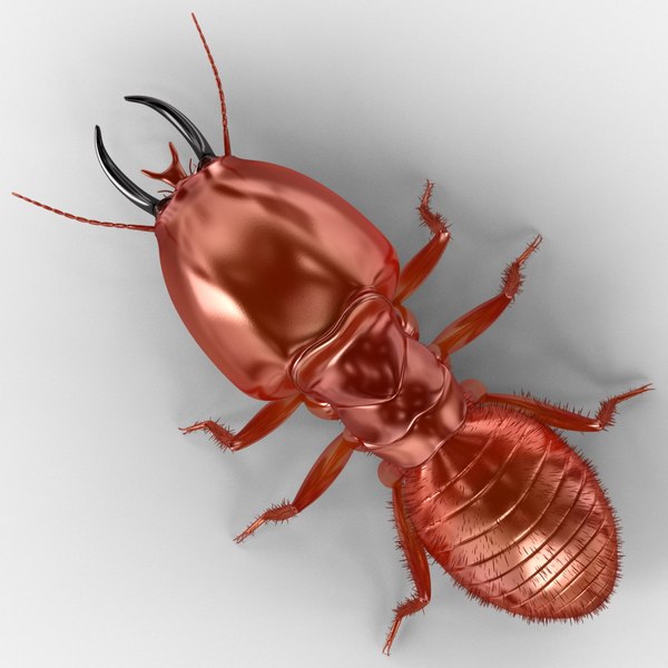 3d model of termite insect