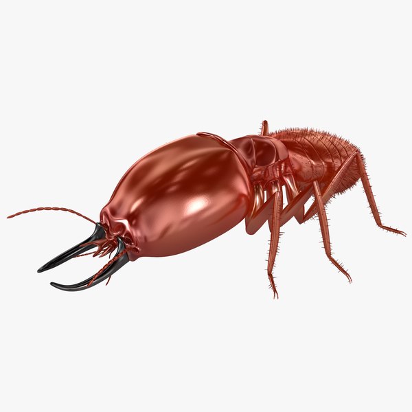 Termite 3D Models for Download | TurboSquid