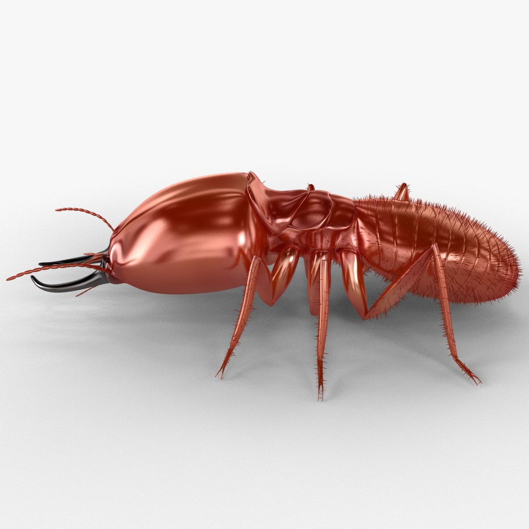 3d model of termite insect