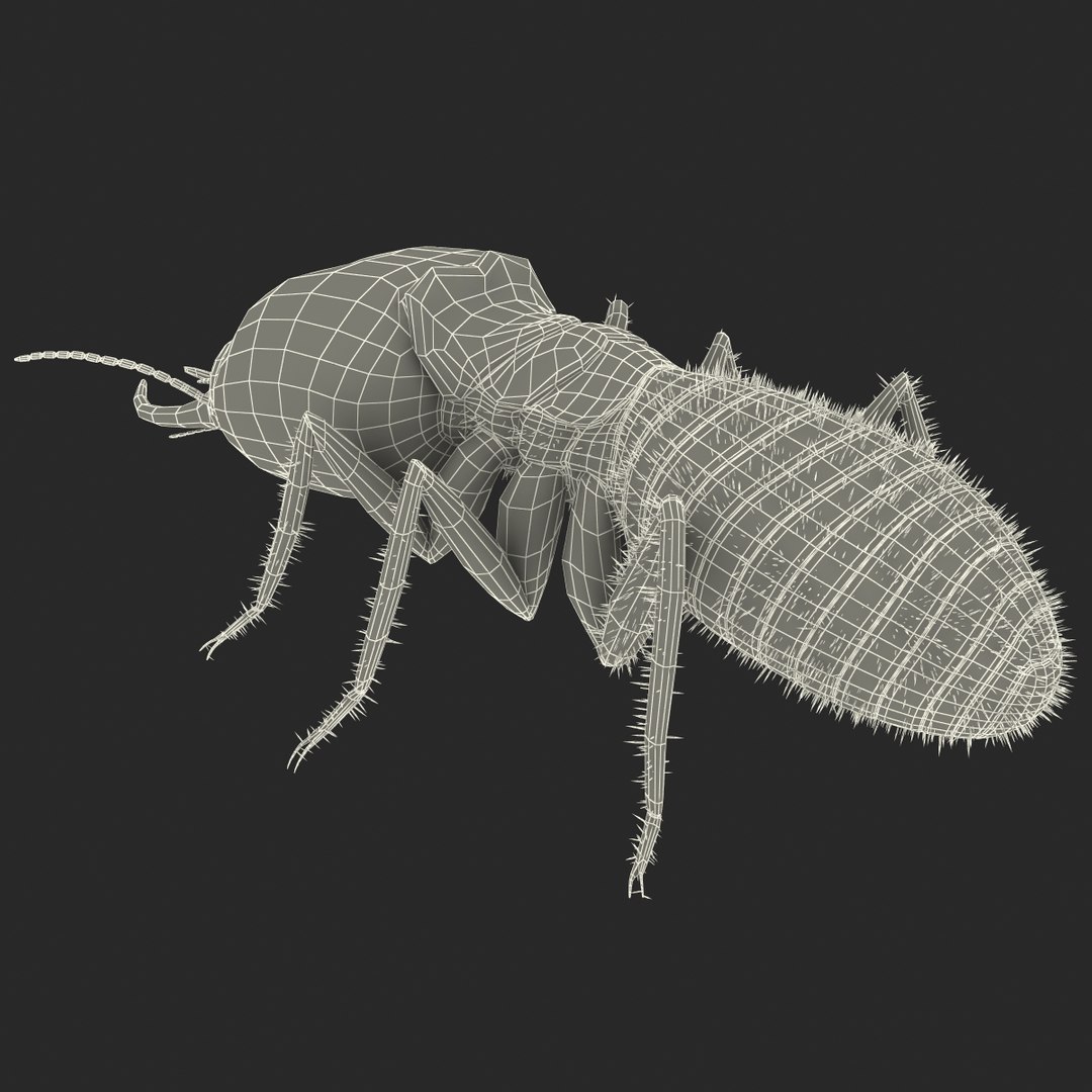 3d model of termite insect