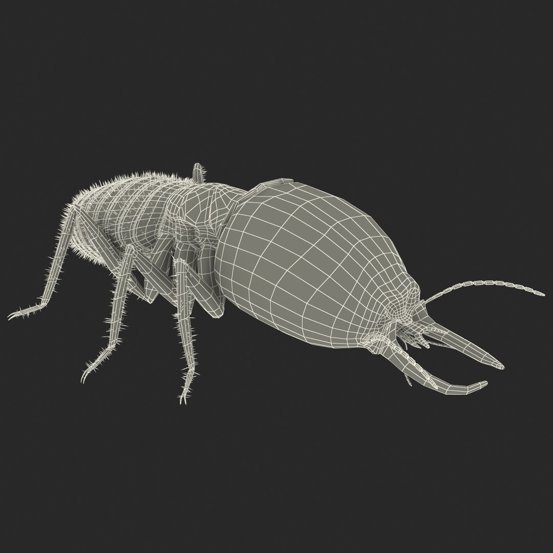 3d model of termite insect