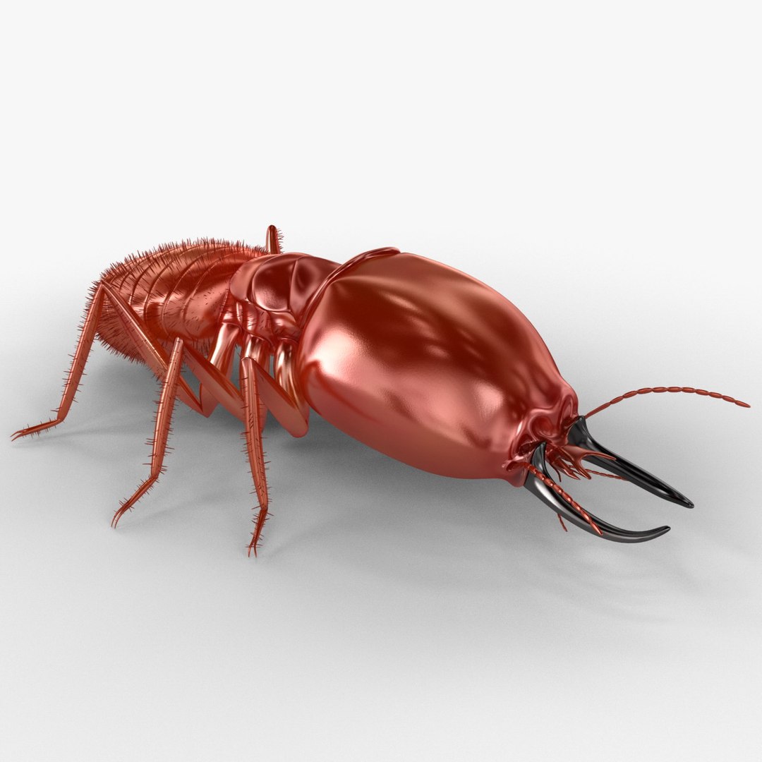 3d model of termite insect