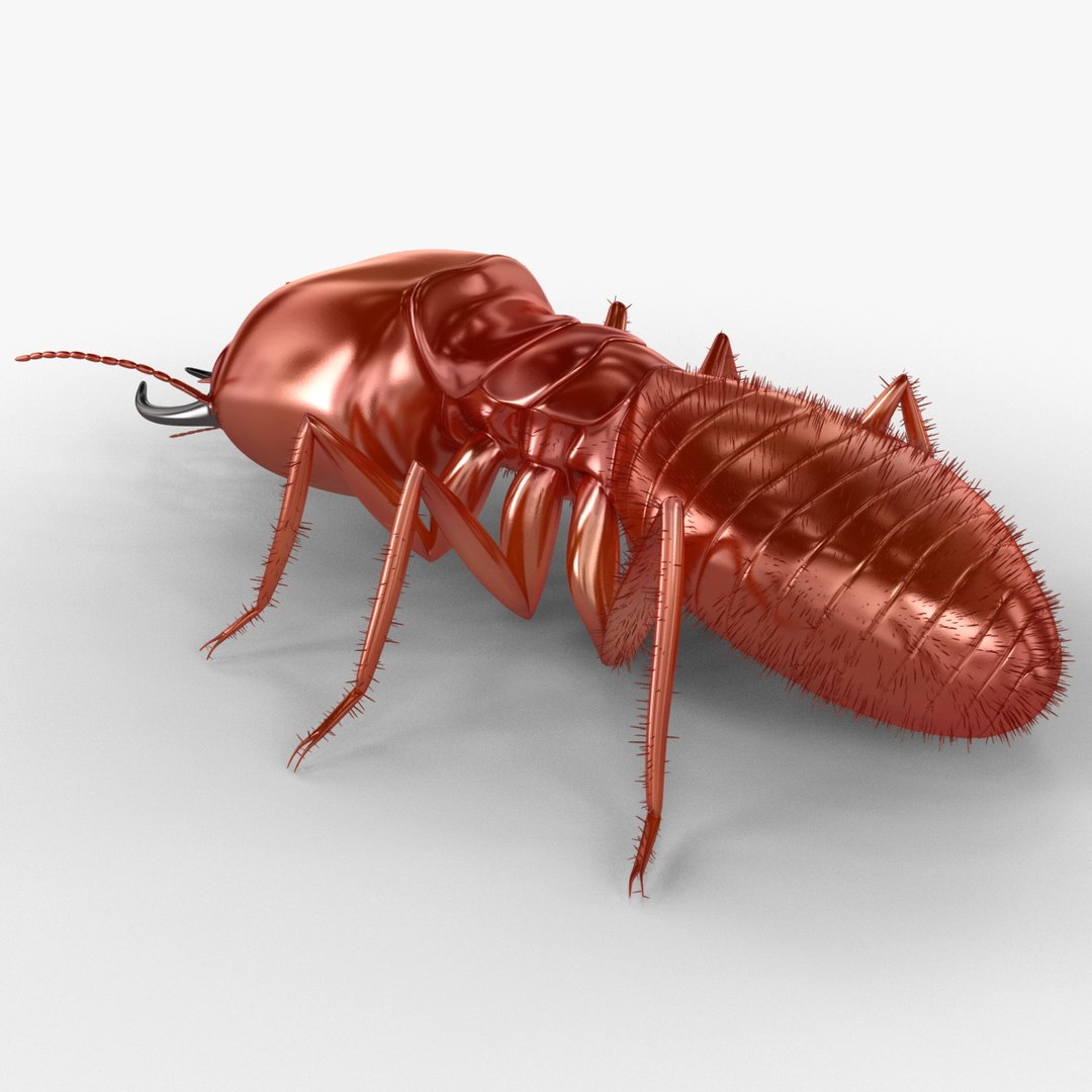 3d model of termite insect